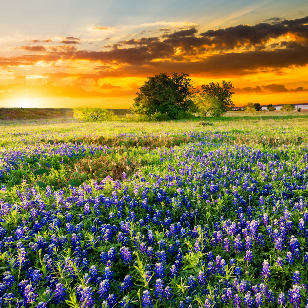 Hope lives in classrooms - Literacy Texas